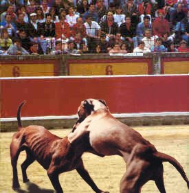 alexfreakz: PELEAS DE PERROS